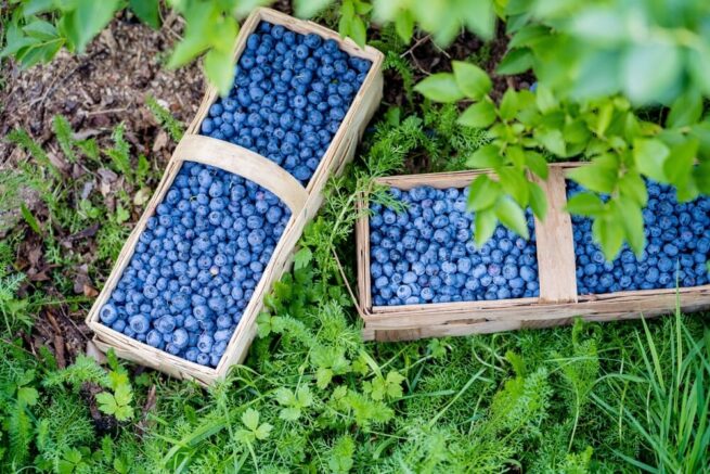 8 Anti-Cancer Fruits You Should Be Eating Every Day - Live Love Fruit
