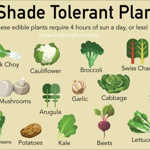 Indoor Air Purifying Plants For Your Home or Office - Live Love Fruit