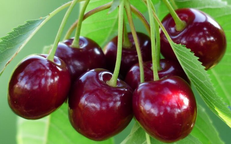 5 Sleep Inducing Fruits That Will Help You Sleep Long And Strong - Live ...
