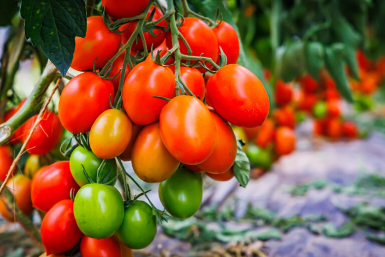5 Pro Secrets for Growing the Sweetest, Most Delicious Nutrient Packed ...