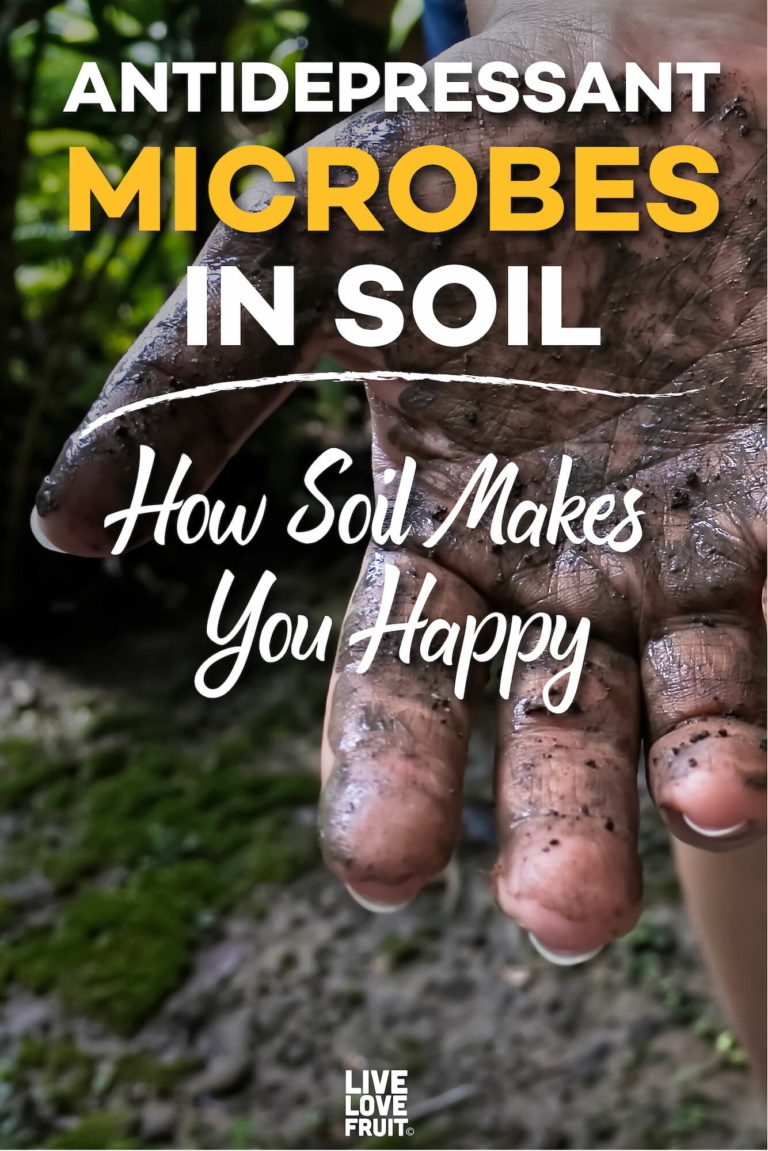 Antidepressant Microbes In Soil: How Soil Makes You Happy - Live Love Fruit