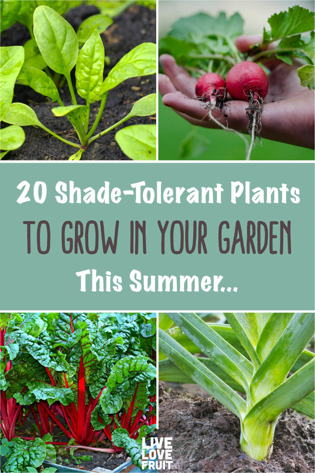20 Shade-Tolerant Plants to Grow in Your Garden This Summer - Live Love ...