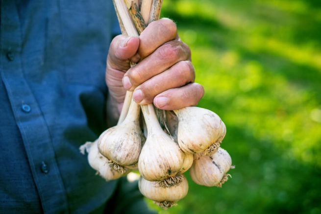 35 Medicinal Herbs to Grow in Your Garden This Summer - Live Love Fruit