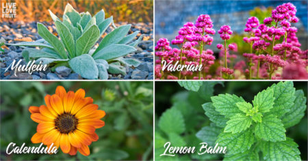 35 Medicinal Herbs to Grow in Your Garden This Summer - Live Love Fruit