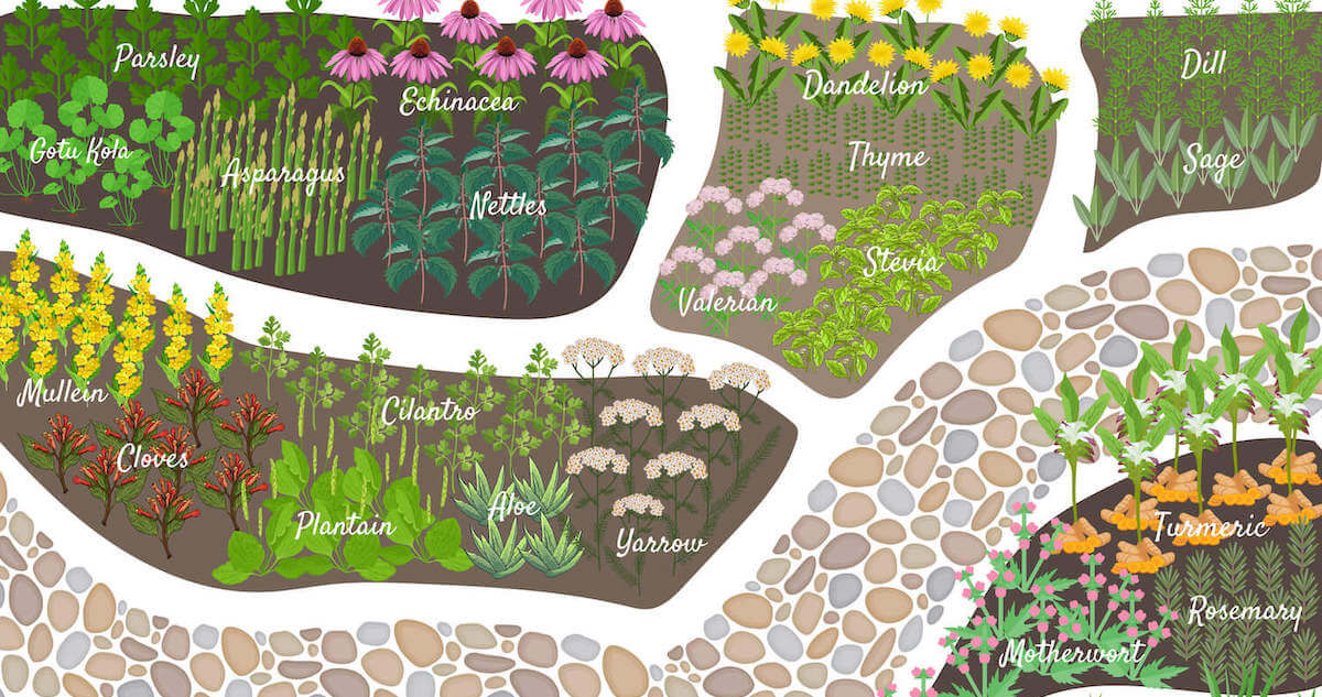 35 Medicinal Herbs to Grow in Your Garden This Summer - Live Love Fruit