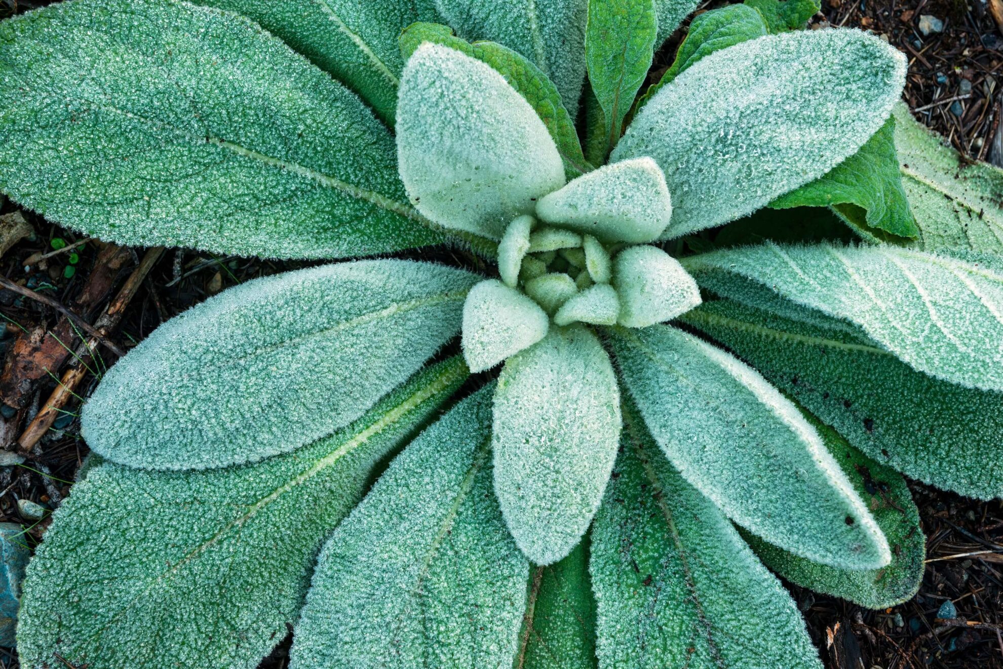 5 Powerful Benefits of Mullein Leaf Tea for Better Breathing and Health ...