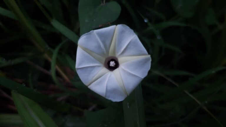 10 Night-Blooming Flowers for a Magical Moon Garden - Live Love Fruit